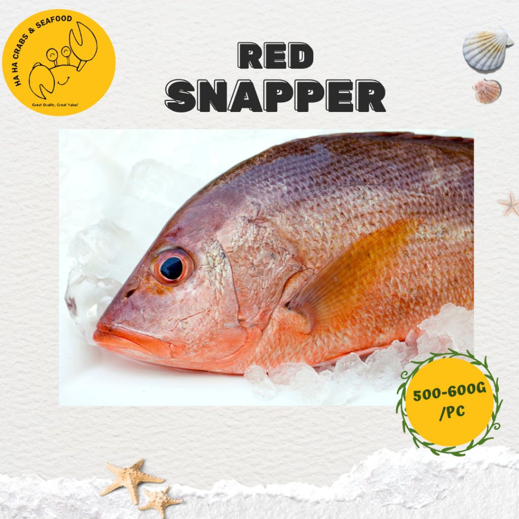 Red Snapper 红鸡鱼 (Precut 500g-600g/pc) - Ha Ha Crabs and Seafood